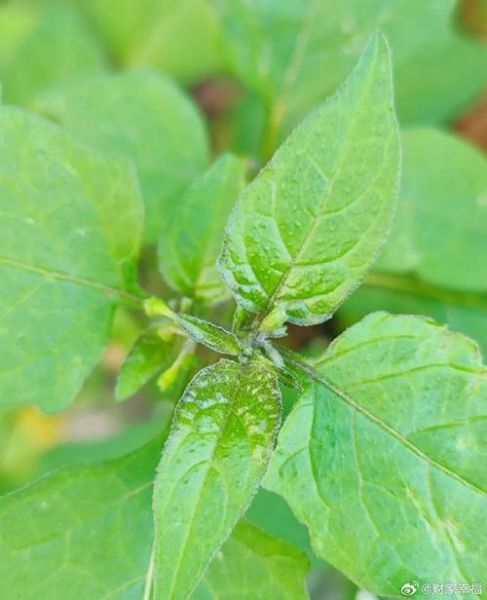 龙葵图片怎么识别_龙葵和颠茄区别-第1张图片-山城妙识 龙葵图片怎么识别_龙葵和颠茄区别-第1张图片-山城妙识