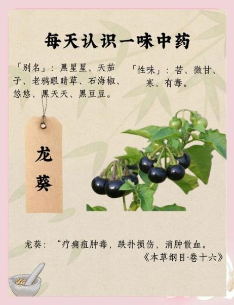 龙葵图片怎么识别_龙葵和颠茄区别-第3张图片-山城妙识 龙葵图片怎么识别_龙葵和颠茄区别-第3张图片-山城妙识