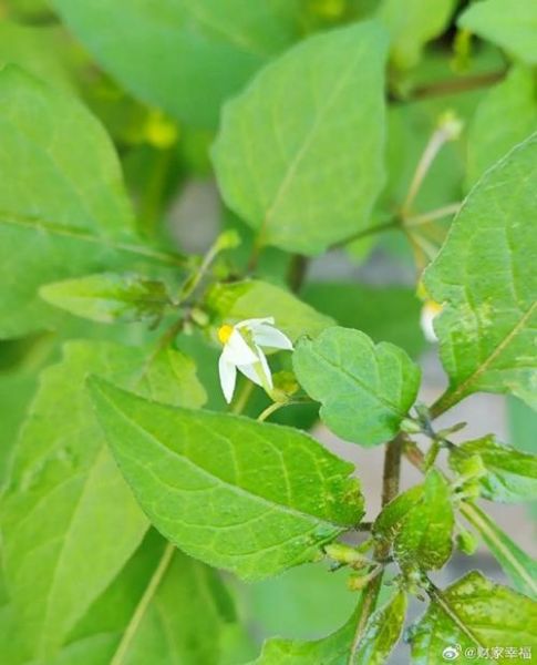 龙葵图片怎么识别_龙葵和颠茄区别-第2张图片-山城妙识 龙葵图片怎么识别_龙葵和颠茄区别-第2张图片-山城妙识