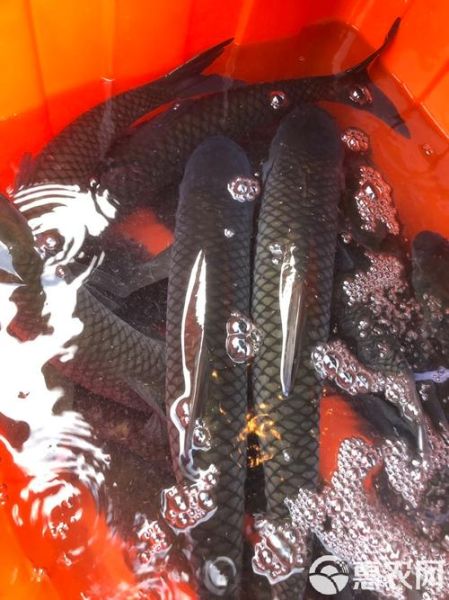 鲩鱼怎么读_鲩鱼是什么鱼-第1张图片-山城妙识 鲩鱼怎么读_鲩鱼是什么鱼-第1张图片-山城妙识