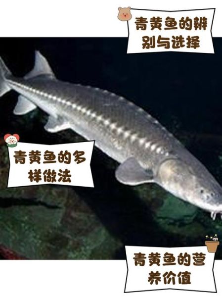 青黄鱼是什么鱼_青黄鱼是黄花鱼吗-第1张图片-山城妙识 青黄鱼是什么鱼_青黄鱼是黄花鱼吗-第1张图片-山城妙识