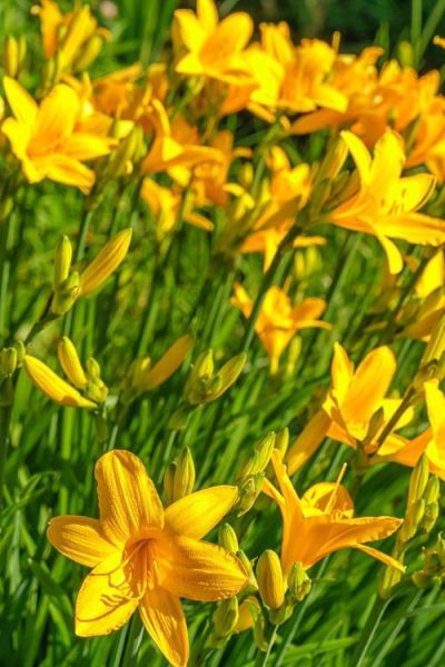 鲜黄花菜怎么吃_鲜黄花菜怎么焯水去毒-第3张图片-山城妙识 鲜黄花菜怎么吃_鲜黄花菜怎么焯水去毒-第3张图片-山城妙识