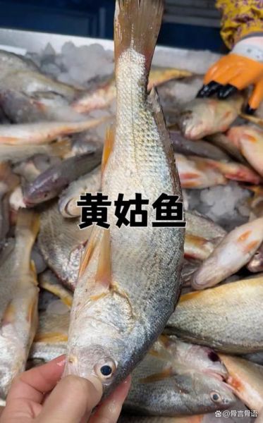 青黄鱼是什么鱼_青黄鱼是黄花鱼吗-第3张图片-山城妙识 青黄鱼是什么鱼_青黄鱼是黄花鱼吗-第3张图片-山城妙识