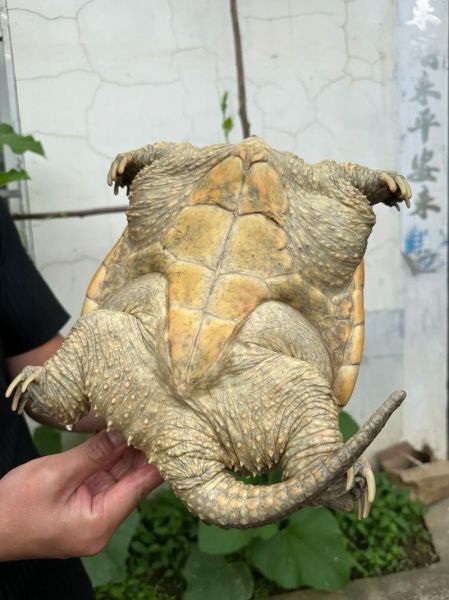 鳄鱼龟怎样做吃最好_鳄鱼龟怎么炖汤最鲜-第3张图片-山城妙识 鳄鱼龟怎样做吃最好_鳄鱼龟怎么炖汤最鲜-第3张图片-山城妙识