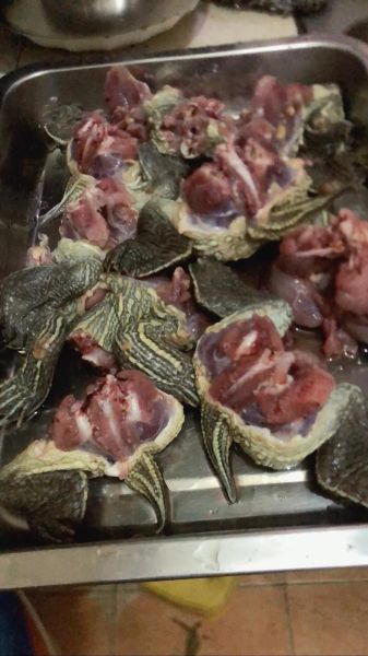 鳄鱼龟怎样做吃最好_鳄鱼龟怎么炖汤最鲜-第2张图片-山城妙识 鳄鱼龟怎样做吃最好_鳄鱼龟怎么炖汤最鲜-第2张图片-山城妙识