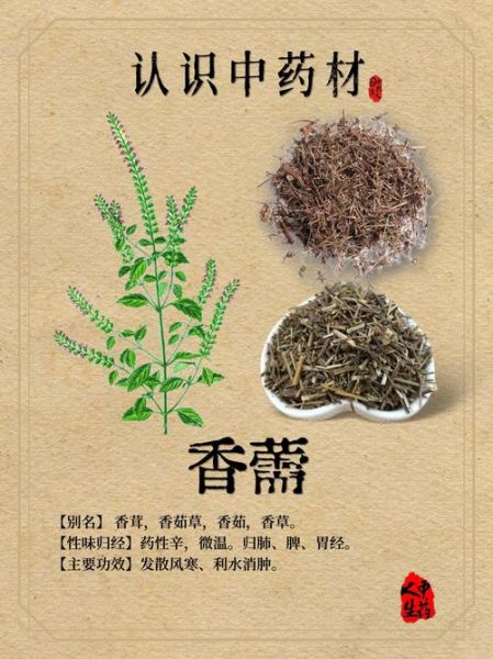 香薷饮的功效与作用_香薷饮怎么做-第2张图片-山城妙识 香薷饮的功效与作用_香薷饮怎么做-第2张图片-山城妙识
