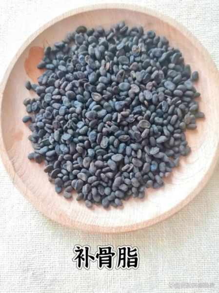 补骨脂的功效与作用_补骨脂怎么使用效果最好-第1张图片-山城妙识