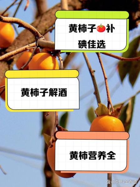 黄柿子能降血糖吗_黄柿子功效与作用禁忌-第1张图片-山城妙识