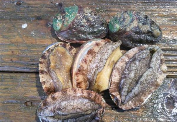 鲍鱼为什么像女性生殖器_鲍鱼外形争议真相-第1张图片-山城妙识