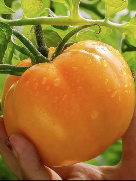 黄柿子能降血糖吗_黄柿子功效与作用禁忌-第2张图片-山城妙识