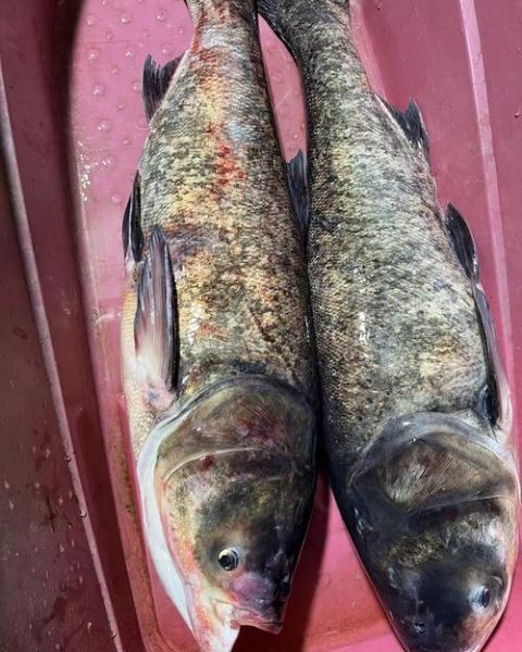 鳙鱼是什么鱼_鳙鱼图片长什么样-第1张图片-山城妙识