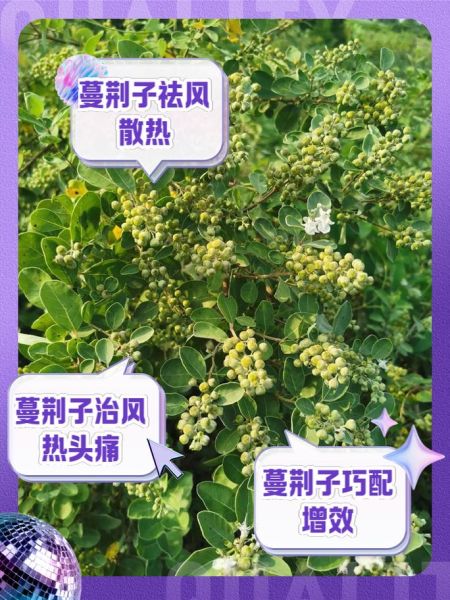 蔓荆子有什么功效_蔓荆子主治什么病-第1张图片-山城妙识 蔓荆子有什么功效_蔓荆子主治什么病-第1张图片-山城妙识