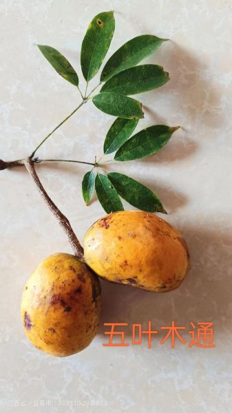 预知子的功效与作用_怎么吃效果最好-第3张图片-山城妙识