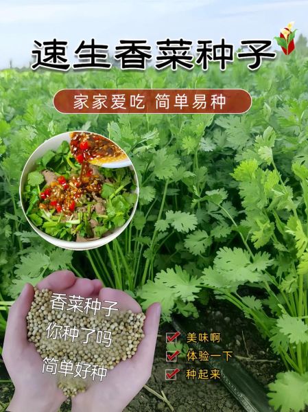 香菜种子要泡多久才能种_香菜种子催芽技巧-第2张图片-山城妙识