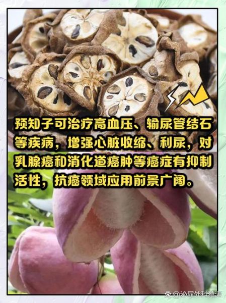 预知子的功效与作用_怎么吃效果最好-第2张图片-山城妙识