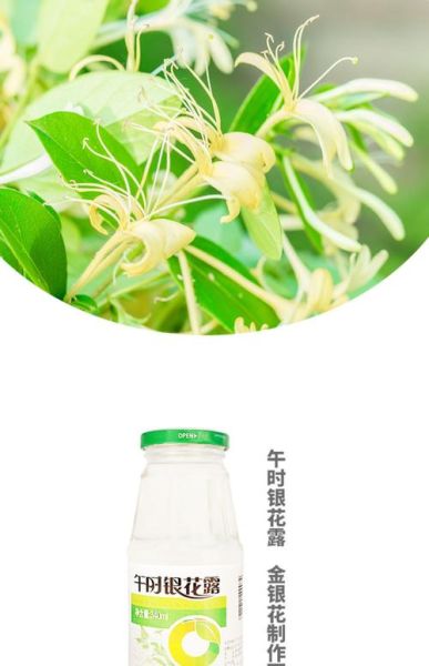 金银花露的功效与作用_金银花露怎么喝效果最好-第3张图片-山城妙识