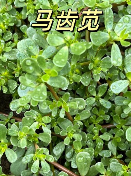 野菜怎么吃好吃_野菜怎么做好吃-第1张图片-山城妙识