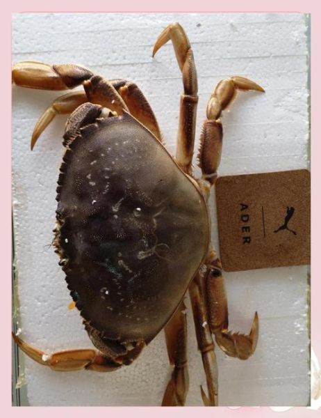 珍宝蟹多少钱一只_珍宝蟹价格影响因素-第3张图片-山城妙识