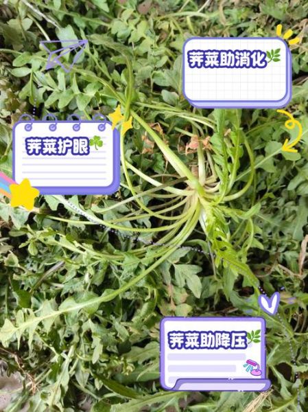 马荠菜长什么样_马荠菜的功效与作用-第2张图片-山城妙识