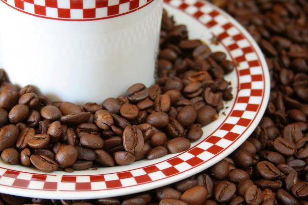 麝香猫咖啡是什么_麝香猫咖啡多少钱一斤-第1张图片-山城妙识