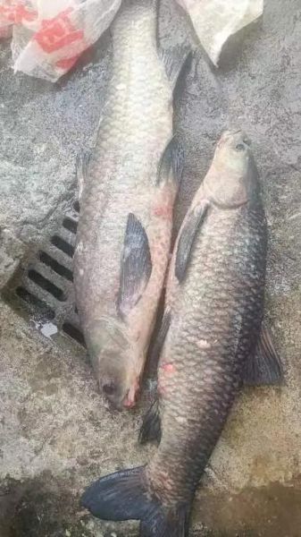 黑鲩鱼图片_黑鲩鱼怎么做好吃-第2张图片-山城妙识 黑鲩鱼图片_黑鲩鱼怎么做好吃-第2张图片-山城妙识