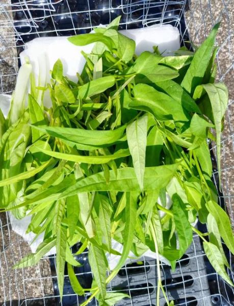 通心菜吃多了有什么副作用_通心菜禁忌人群有哪些-第1张图片-山城妙识 通心菜吃多了有什么副作用_通心菜禁忌人群有哪些-第1张图片-山城妙识