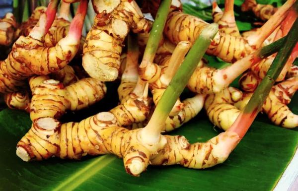 高良姜图片功效与作用_高良姜怎么吃效果最好-第1张图片-山城妙识 高良姜图片功效与作用_高良姜怎么吃效果最好-第1张图片-山城妙识