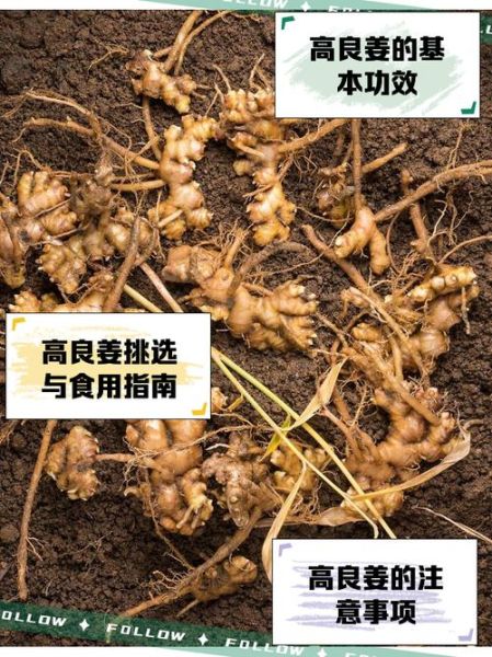 高良姜图片功效与作用_高良姜怎么吃效果最好-第3张图片-山城妙识 高良姜图片功效与作用_高良姜怎么吃效果最好-第3张图片-山城妙识