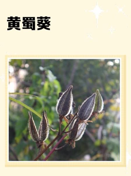 黄蜀葵花怎么吃_黄蜀葵花功效与作用禁忌-第1张图片-山城妙识 黄蜀葵花怎么吃_黄蜀葵花功效与作用禁忌-第1张图片-山城妙识