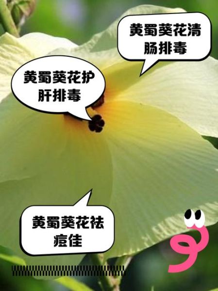 黄蜀葵花怎么吃_黄蜀葵花功效与作用禁忌-第2张图片-山城妙识 黄蜀葵花怎么吃_黄蜀葵花功效与作用禁忌-第2张图片-山城妙识