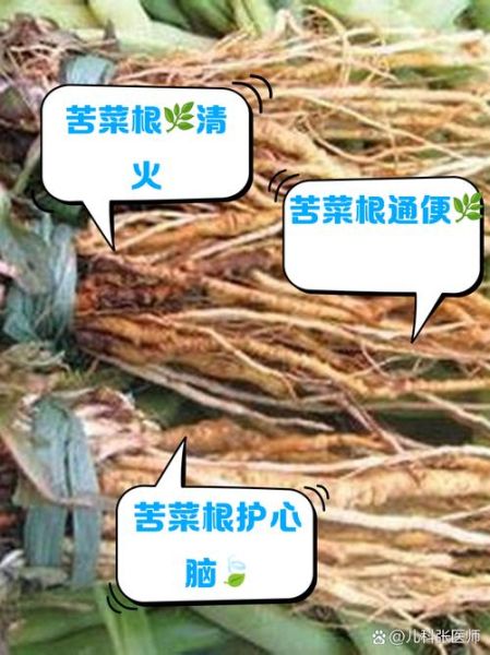 苦菜子根的功效与作用_苦菜子根怎么吃效果最好-第1张图片-山城妙识