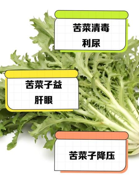 苦菜子根的功效与作用_苦菜子根怎么吃效果最好-第2张图片-山城妙识