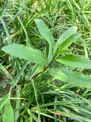 苦菜子根的功效与作用_苦菜子根怎么吃效果最好-第3张图片-山城妙识