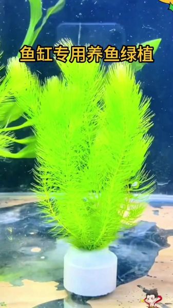 金鱼藻怎么养_金鱼藻适合放鱼缸吗-第1张图片-山城妙识