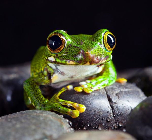 青蛙高清图片怎么拍_青蛙图片哪里找-第2张图片-山城妙识 青蛙高清图片怎么拍_青蛙图片哪里找-第2张图片-山城妙识
