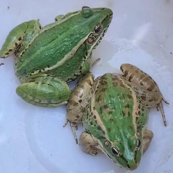 青蛙高清图片怎么拍_青蛙图片哪里找-第1张图片-山城妙识 青蛙高清图片怎么拍_青蛙图片哪里找-第1张图片-山城妙识