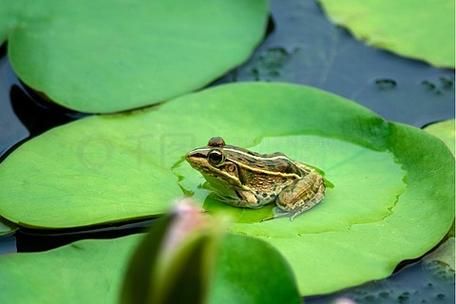 青蛙高清图片怎么拍_青蛙图片哪里找-第3张图片-山城妙识 青蛙高清图片怎么拍_青蛙图片哪里找-第3张图片-山城妙识