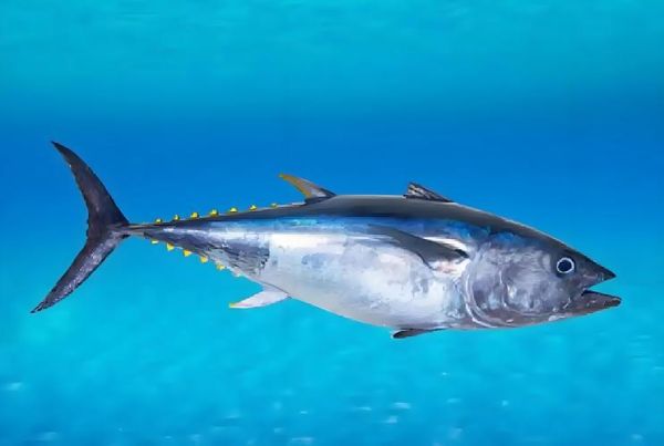 蓝鳍金枪鱼多少钱_蓝鳍金枪鱼价格一斤多少钱-第1张图片-山城妙识 蓝鳍金枪鱼多少钱_蓝鳍金枪鱼价格一斤多少钱-第1张图片-山城妙识