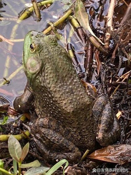田鸡长什么样_田鸡和青蛙的区别-第3张图片-山城妙识 田鸡长什么样_田鸡和青蛙的区别-第3张图片-山城妙识