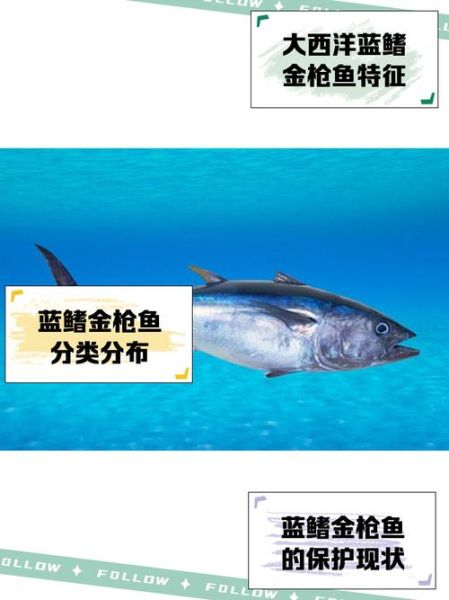 蓝鳍金枪鱼多少钱_蓝鳍金枪鱼价格一斤多少钱-第2张图片-山城妙识 蓝鳍金枪鱼多少钱_蓝鳍金枪鱼价格一斤多少钱-第2张图片-山城妙识