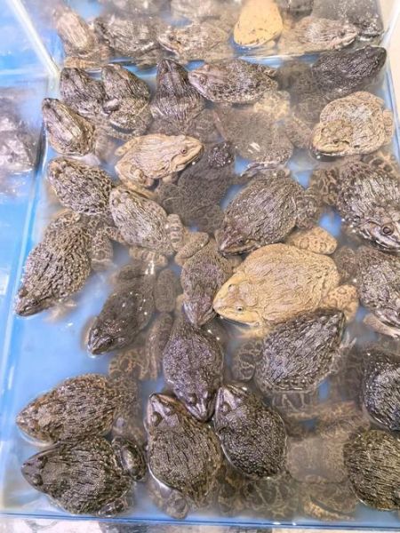 田鸡长什么样_田鸡和青蛙的区别-第1张图片-山城妙识 田鸡长什么样_田鸡和青蛙的区别-第1张图片-山城妙识