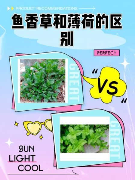 鱼香草和薄荷的区别_鱼香草的种植方法-第1张图片-山城妙识
