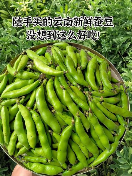 蚕豆图片怎么拍_蚕豆图片高清素材哪里找-第1张图片-山城妙识 蚕豆图片怎么拍_蚕豆图片高清素材哪里找-第1张图片-山城妙识