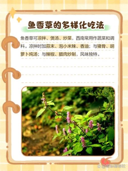 鱼香草和薄荷的区别_鱼香草的种植方法-第3张图片-山城妙识