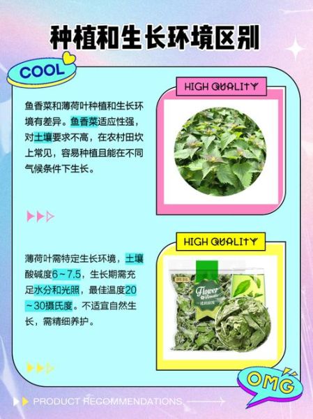 鱼香草和薄荷的区别_鱼香草的种植方法-第2张图片-山城妙识