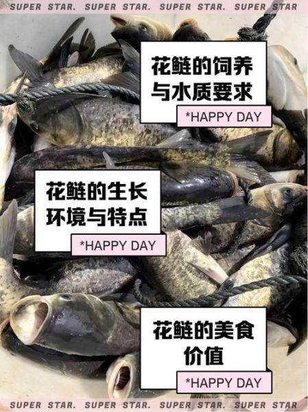 花鲢鱼怎么养殖_花鲢鱼养殖技术要点-第1张图片-山城妙识 花鲢鱼怎么养殖_花鲢鱼养殖技术要点-第1张图片-山城妙识