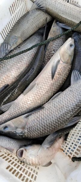 青鱼价格今日价_青鱼多少钱一斤-第3张图片-山城妙识 青鱼价格今日价_青鱼多少钱一斤-第3张图片-山城妙识