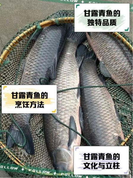 青鱼价格今日价_青鱼多少钱一斤-第2张图片-山城妙识 青鱼价格今日价_青鱼多少钱一斤-第2张图片-山城妙识