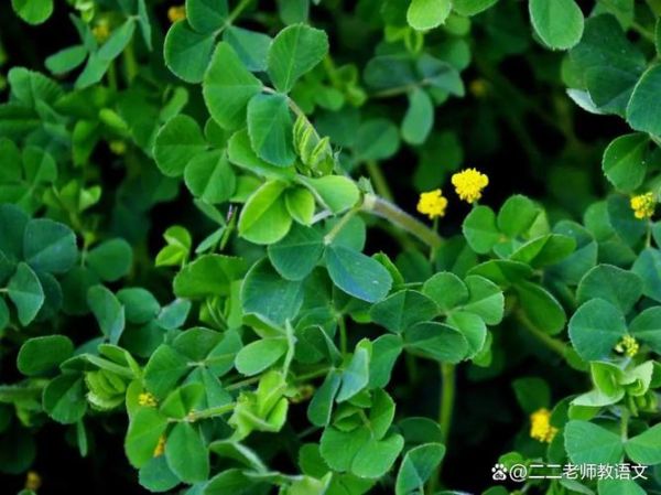 苜蓿怎么读拼音_苜蓿的拼音是什么-第1张图片-山城妙识 苜蓿怎么读拼音_苜蓿的拼音是什么-第1张图片-山城妙识