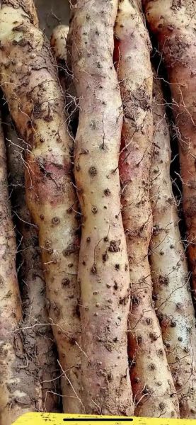 铁棍山药产地是哪里_正宗温县垆土铁棍山药怎么挑-第1张图片-山城妙识 铁棍山药产地是哪里_正宗温县垆土铁棍山药怎么挑-第1张图片-山城妙识